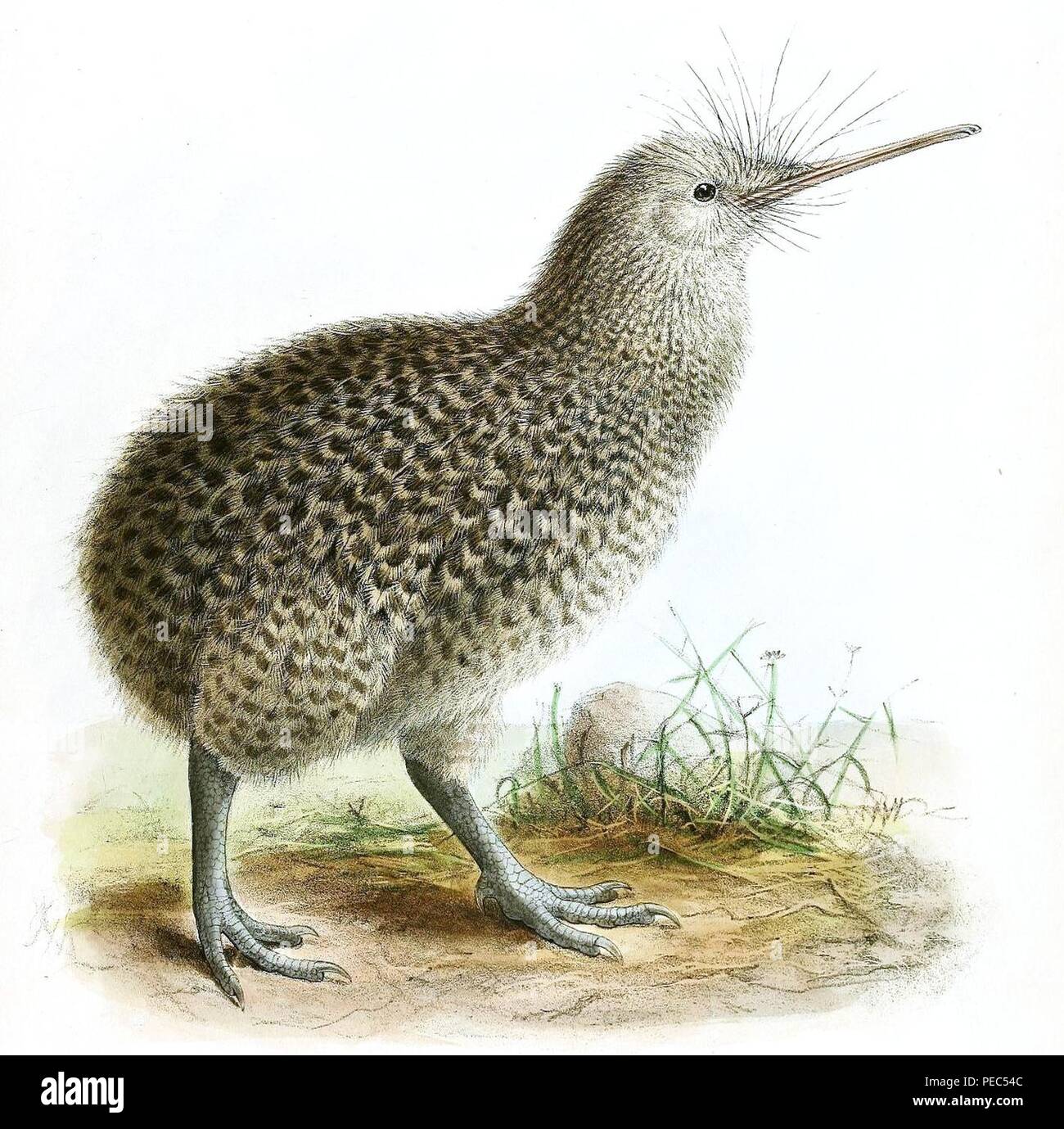 Apteryx owenii Banque de photographies et d’images à haute résolution ...