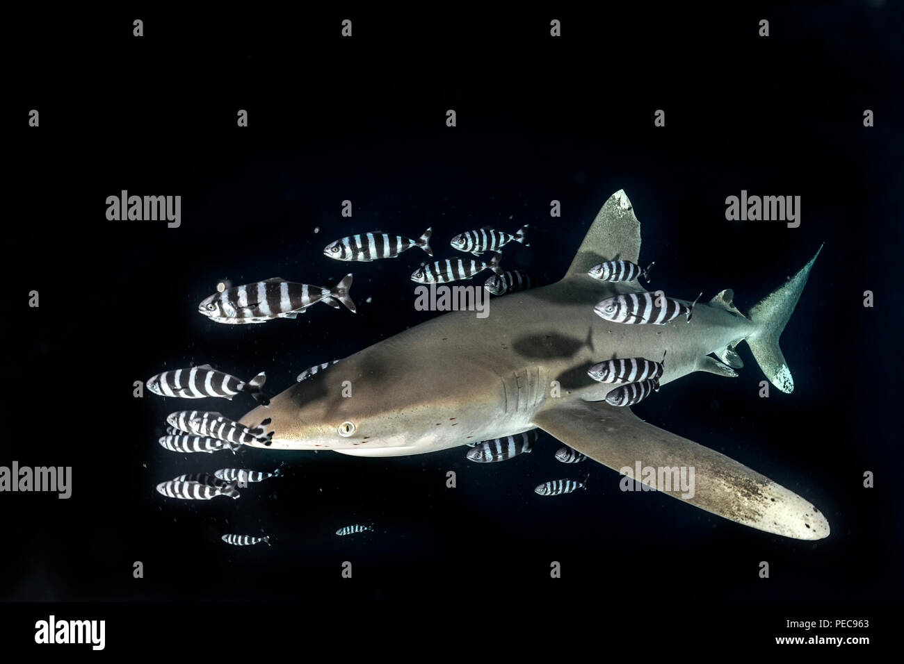 Requin océanique (Carcharhinus longimanus) avec du poisson pilote ...