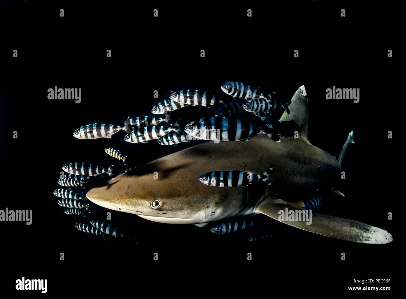 Requin océanique (Carcharhinus longimanus) avec du poisson pilote ...