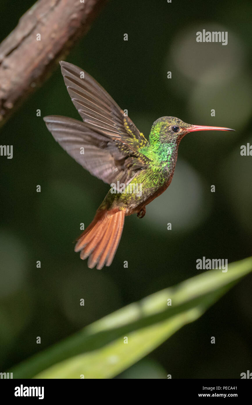 Colibri en vol Banque de photographies et d’images à haute résolution ...