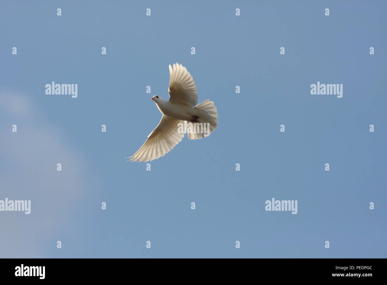 Voler dans le pigeon Banque de photographies et d’images à haute ...