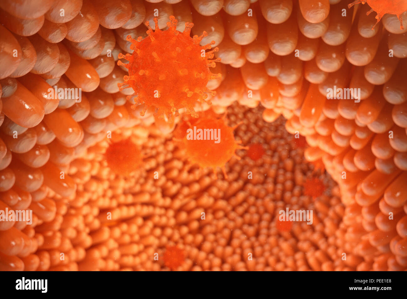 3d illustration villosités intestinales. Doublure de l'intestin. Les ...