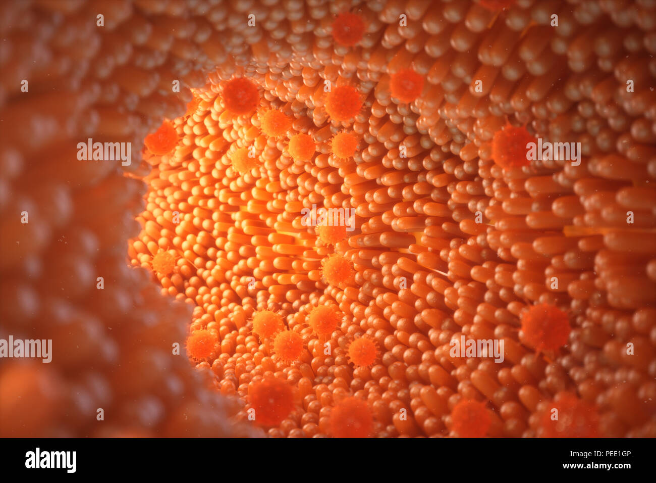 3d illustration villosités intestinales. Doublure de l'intestin. Les ...