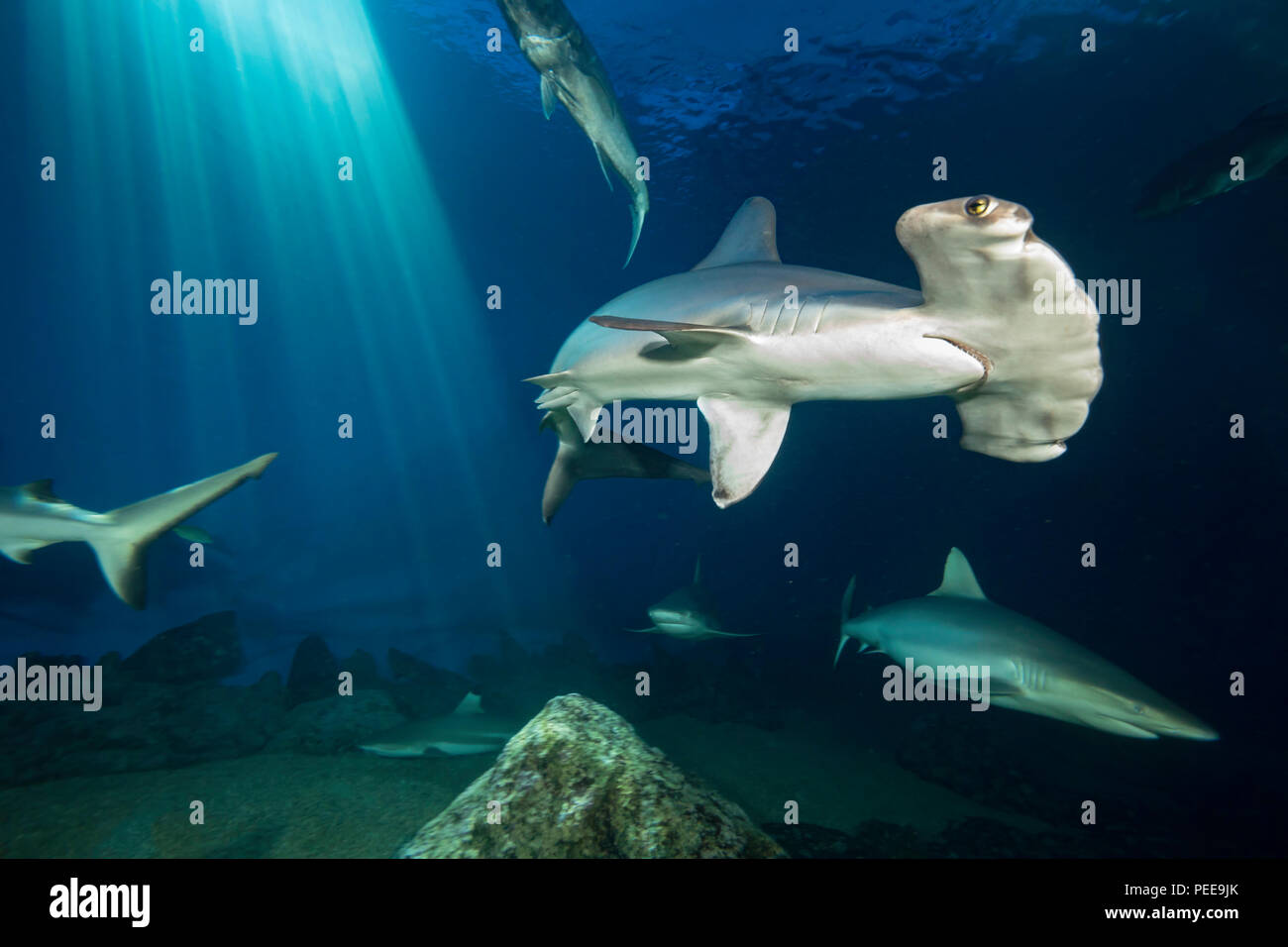 Requins marteaux sphyrna lewini Banque de photographies et d’images à ...