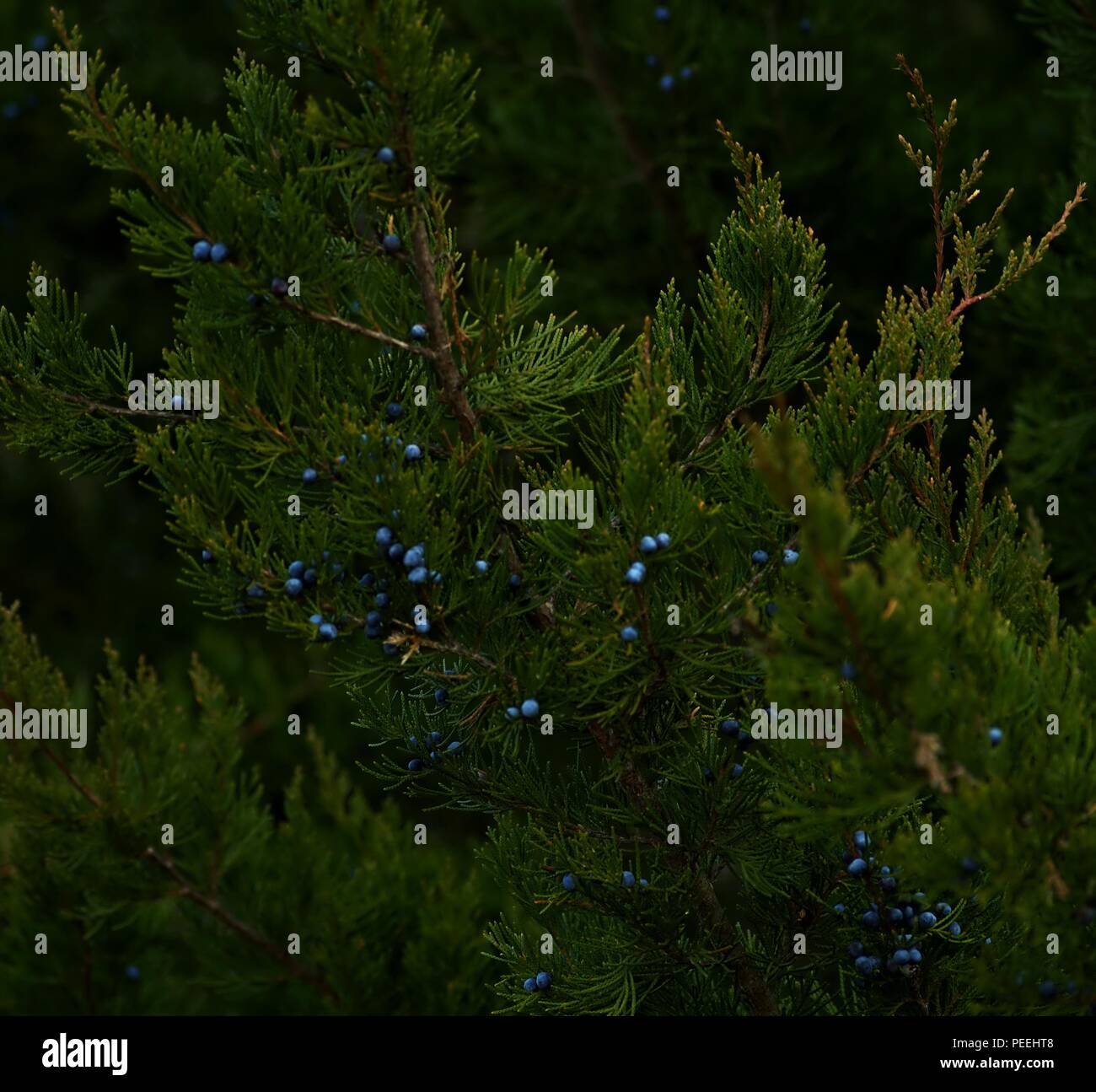 Baies jaunes d'arbres Banque de photographies et d’images à haute ...