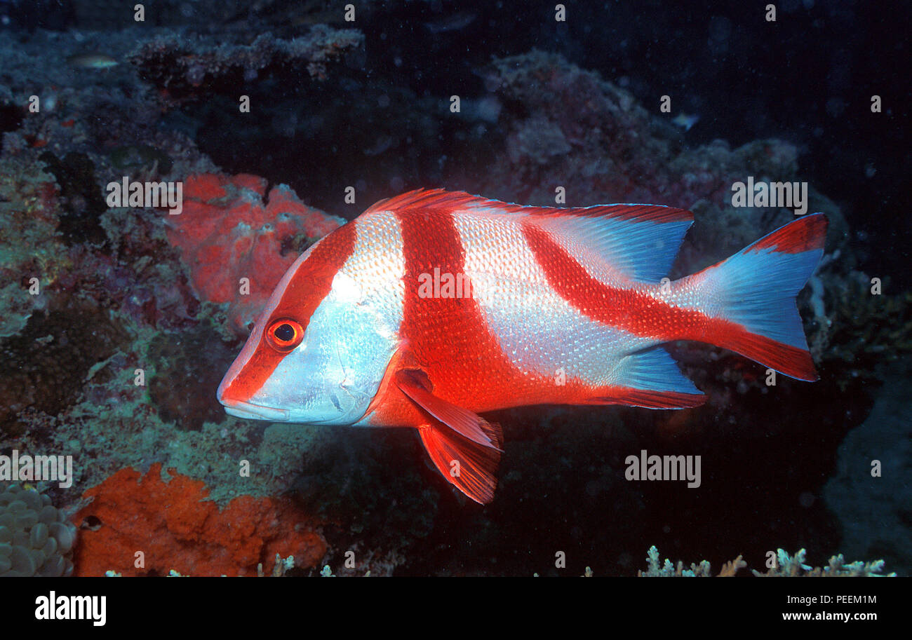Emperor red snapper Banque de photographies et d’images à haute ...