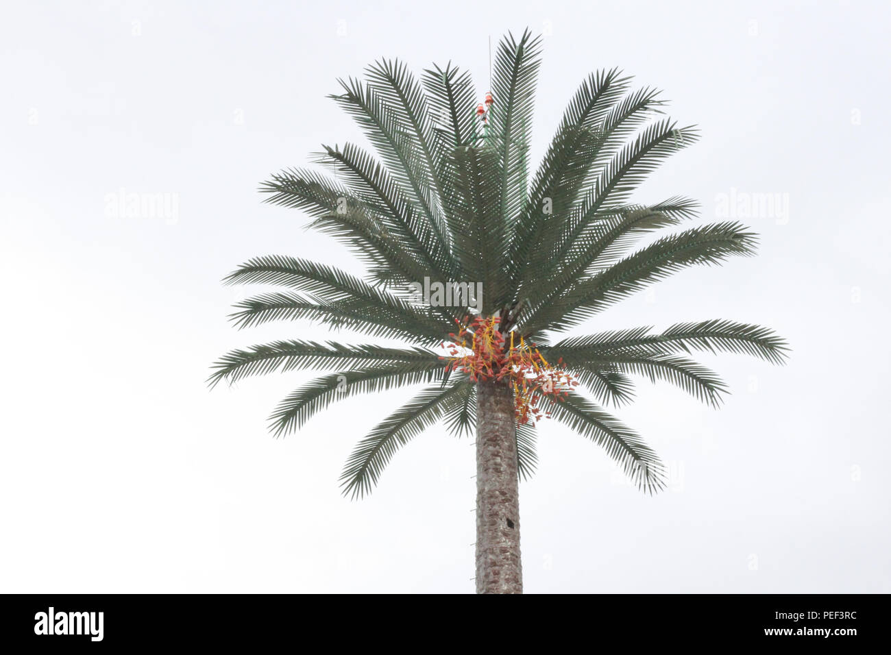 Usine de palm tree ou arbre de la noix de coco sur le livre blanc sur ...
