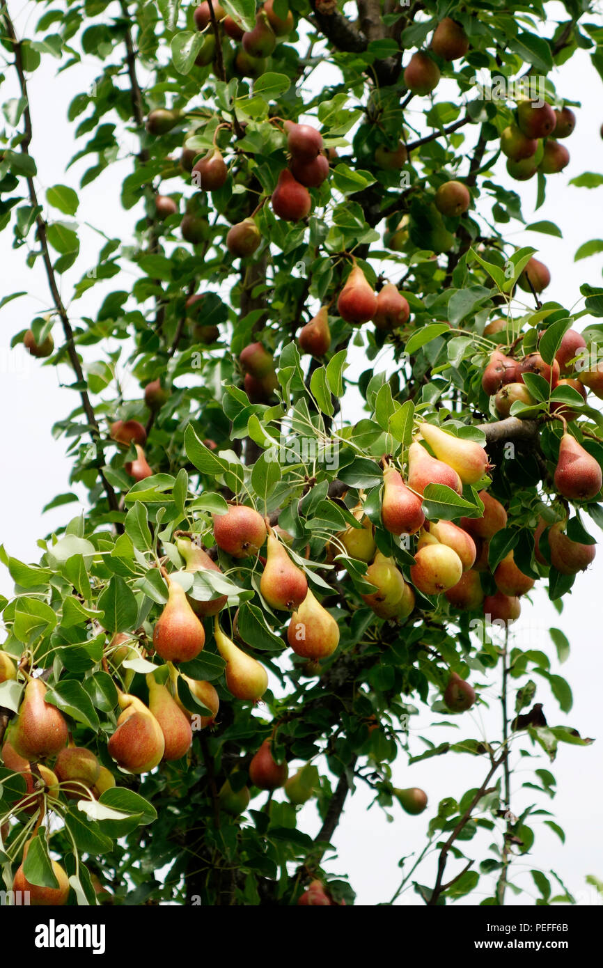 Arbre de plus en plus de poires rouges Banque de photographies et d ...