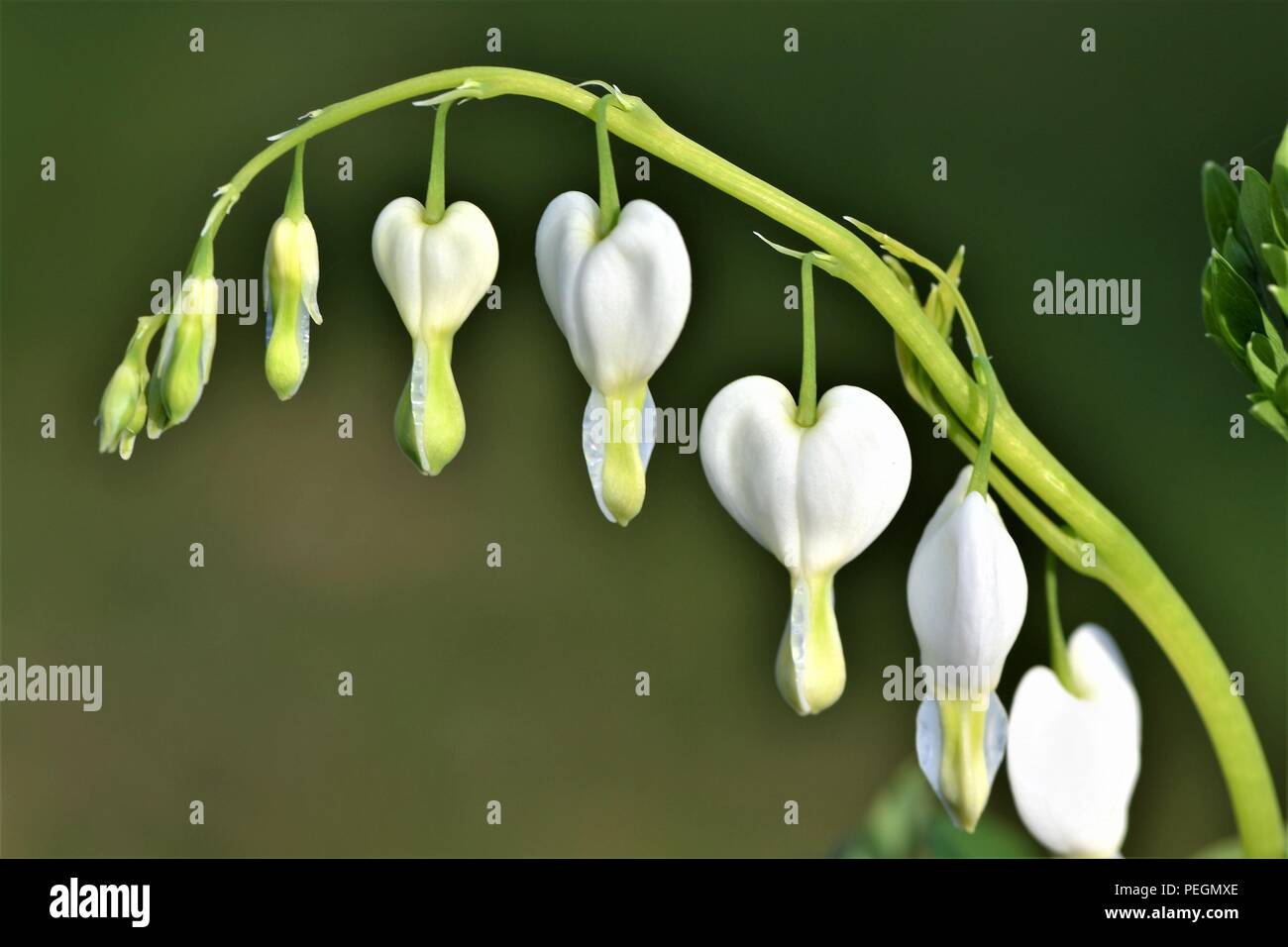 Coeurs blancs Banque de photographies et d’images à haute résolution ...
