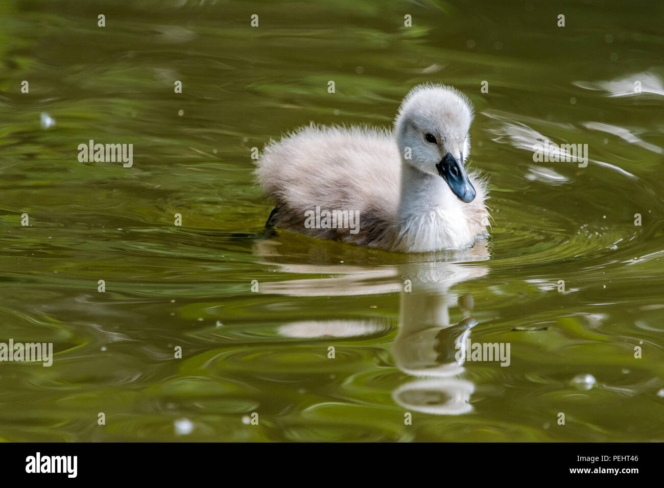 Beau jeune bébé swan est la natation sur un plan d'eau. Un oiseau est d ...
