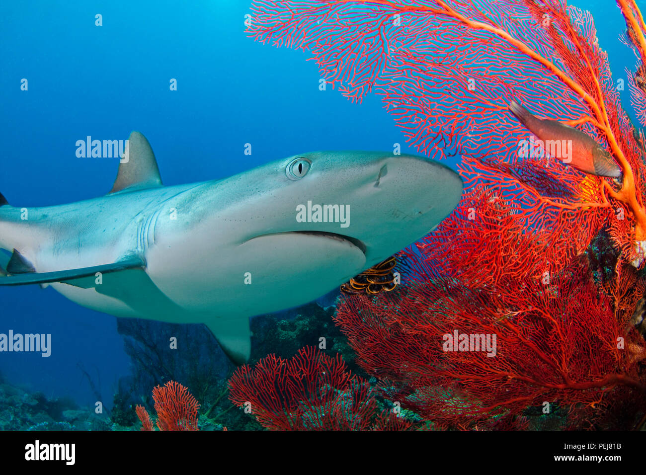 Requin gris de récif Banque de photographies et d’images à haute ...