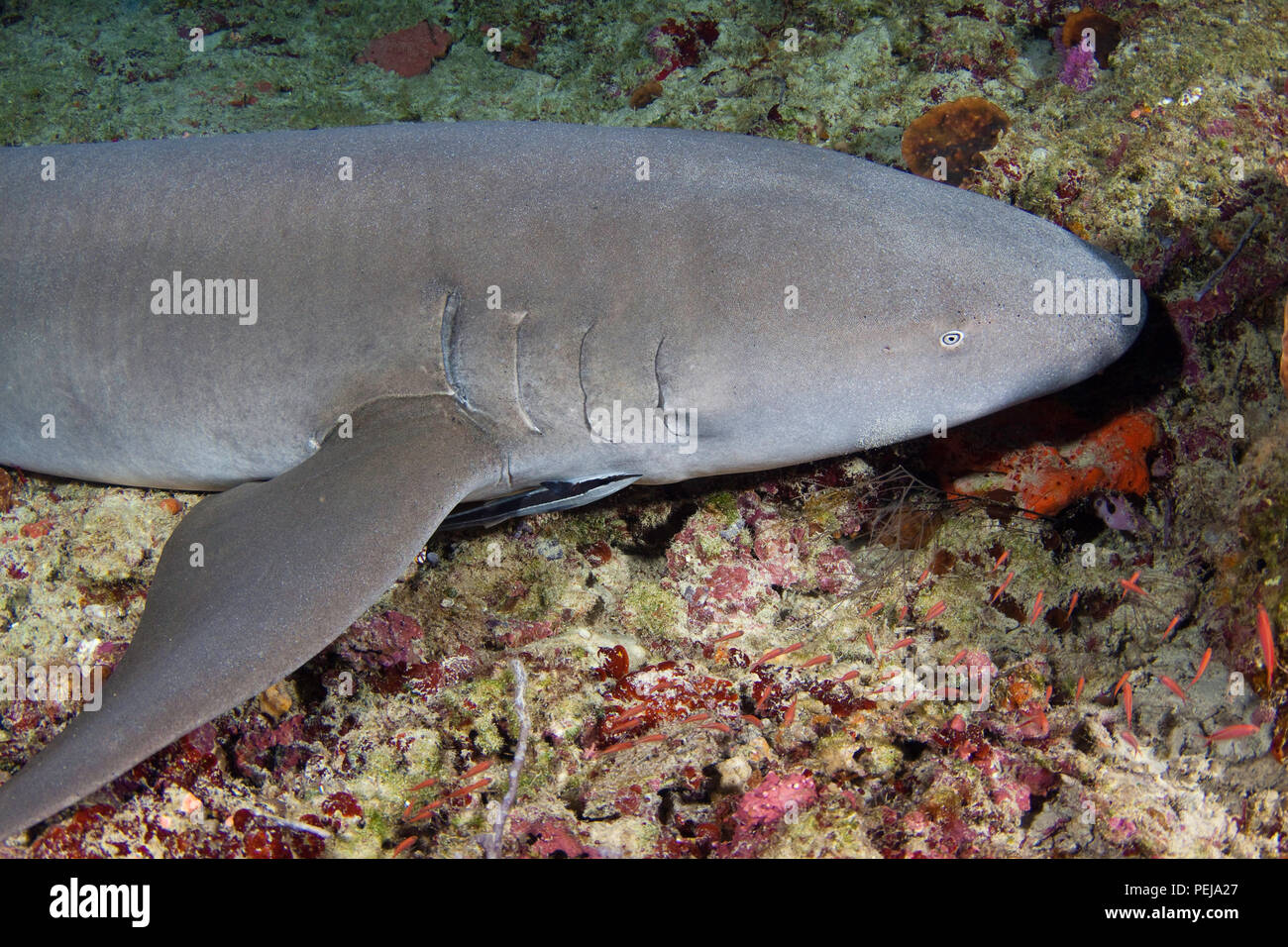 Requin nourrice fauve nebrius ferrugineus Banque de photographies et d ...