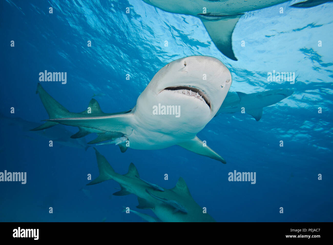 Requins Citrons Banque d'image et photos - Alamy