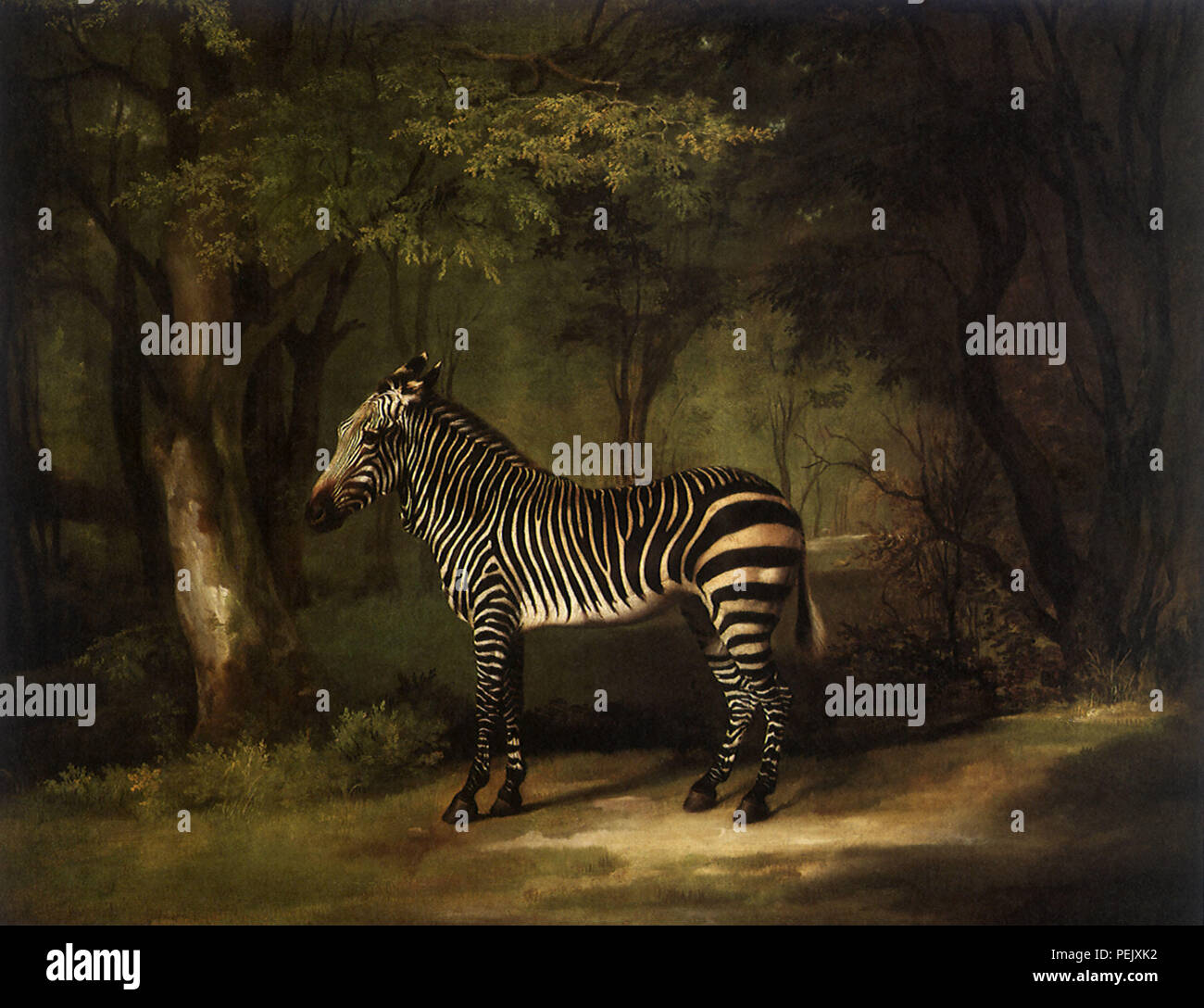 Zebra animals painting Banque de photographies et d’images à haute ...