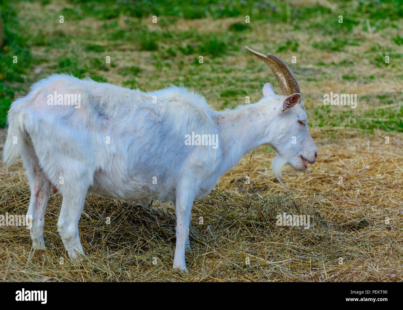 Chèvre blanche avec de longues cornes et une barbe grise blanche close ...