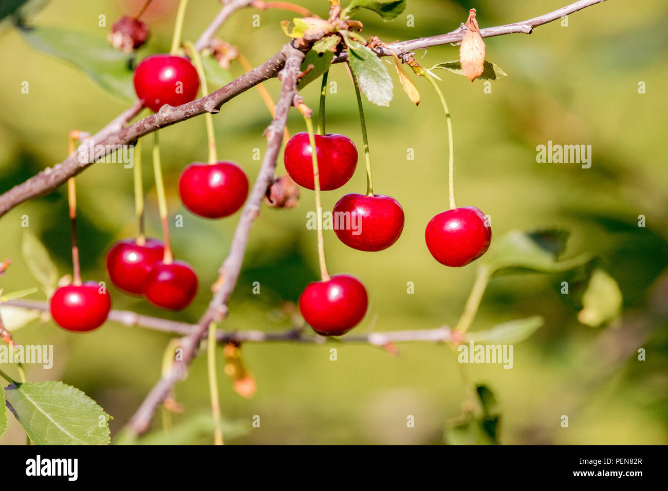 Cerises rouges sur un cerisier Banque de photographies et d’images à ...