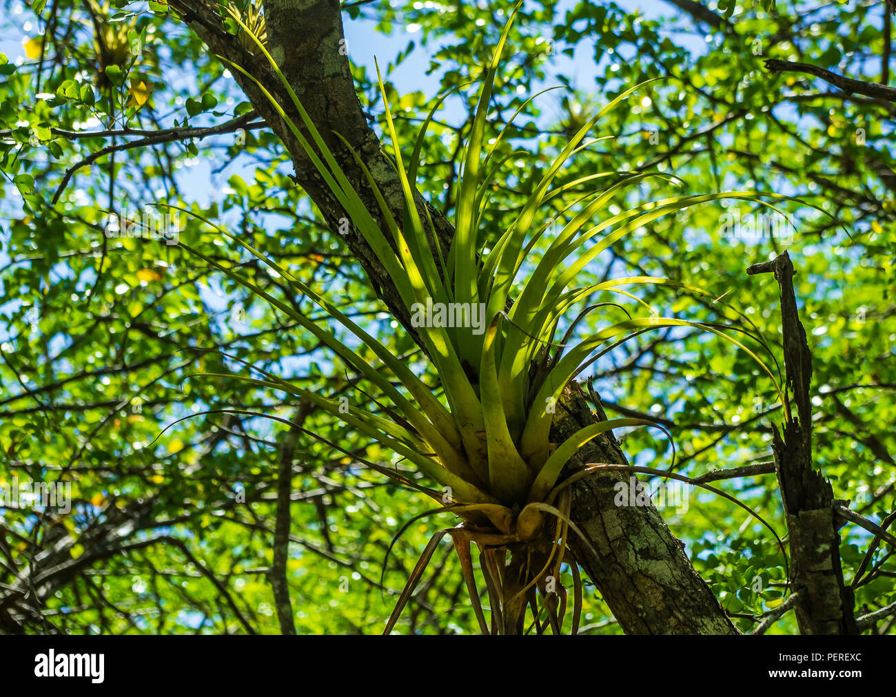 Dans la forêt tropicale d'épiphytes, Guadeloupe Photo Stock - Alamy