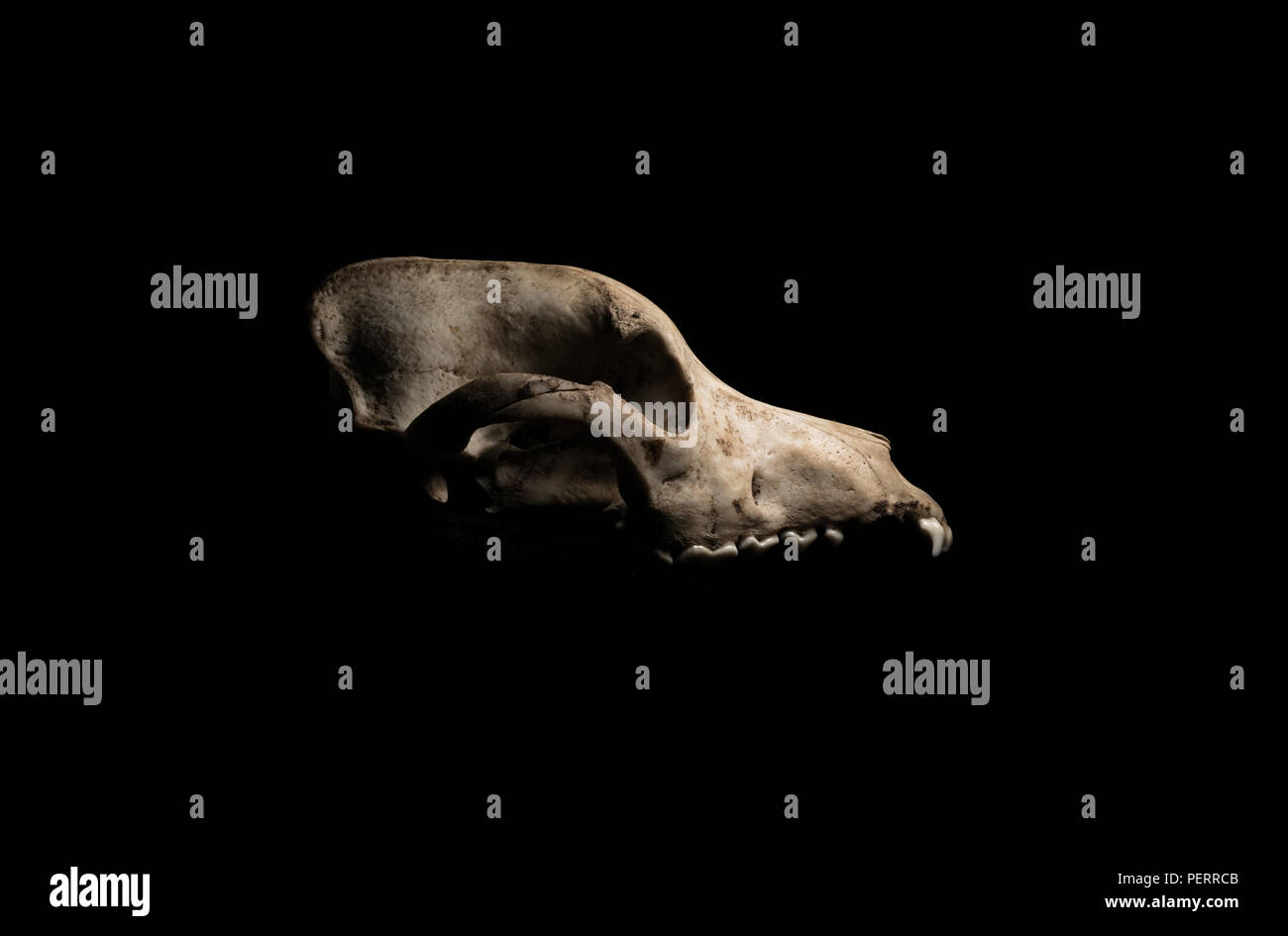 Crâne de chien Banque de photographies et d’images à haute résolution ...
