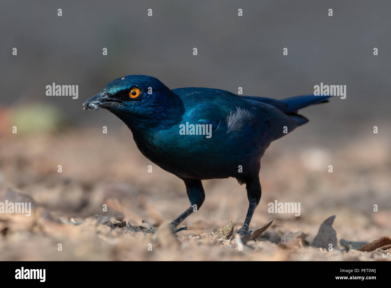 Oiseau avec insecte Banque de photographies et d’images à haute ...