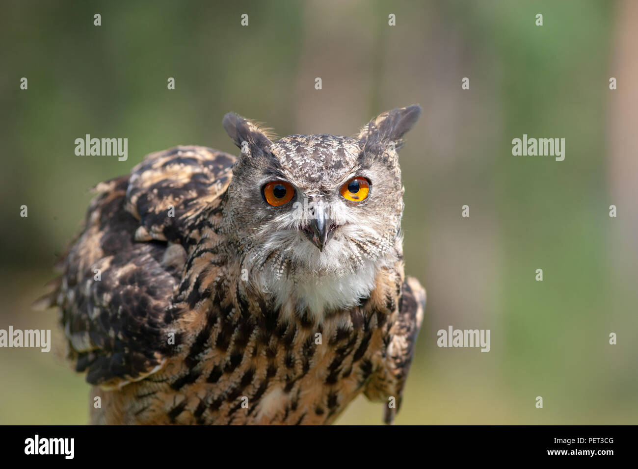 Strix bubo Banque de photographies et d’images à haute résolution - Alamy