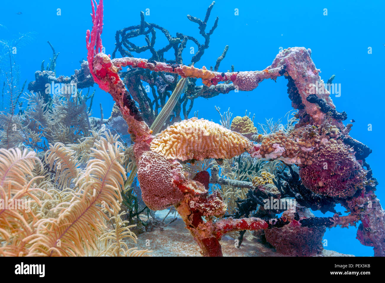 Barrière de corail en mer Carbiiean épave au large de la côte de Roatan ...