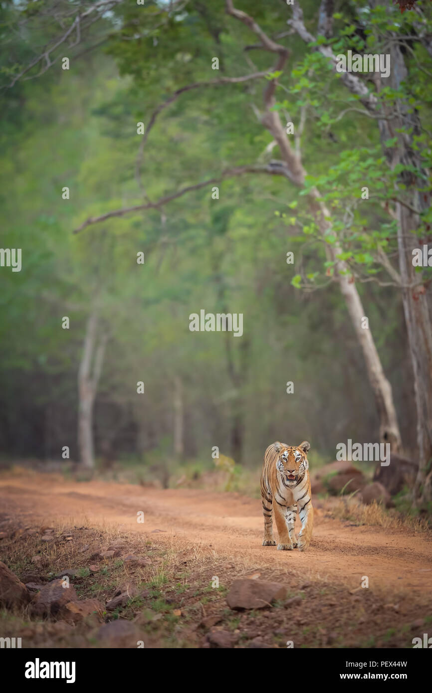 Une tigresse Banque de photographies et d’images à haute résolution - Alamy