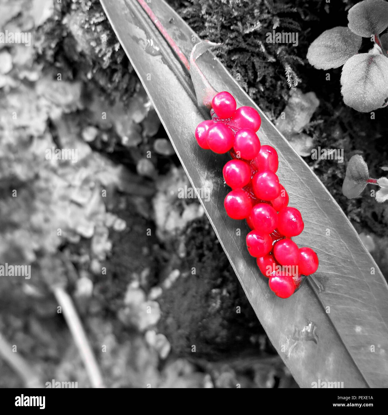 Avec des graines rouges sur un Banque de photographies et d’images à ...