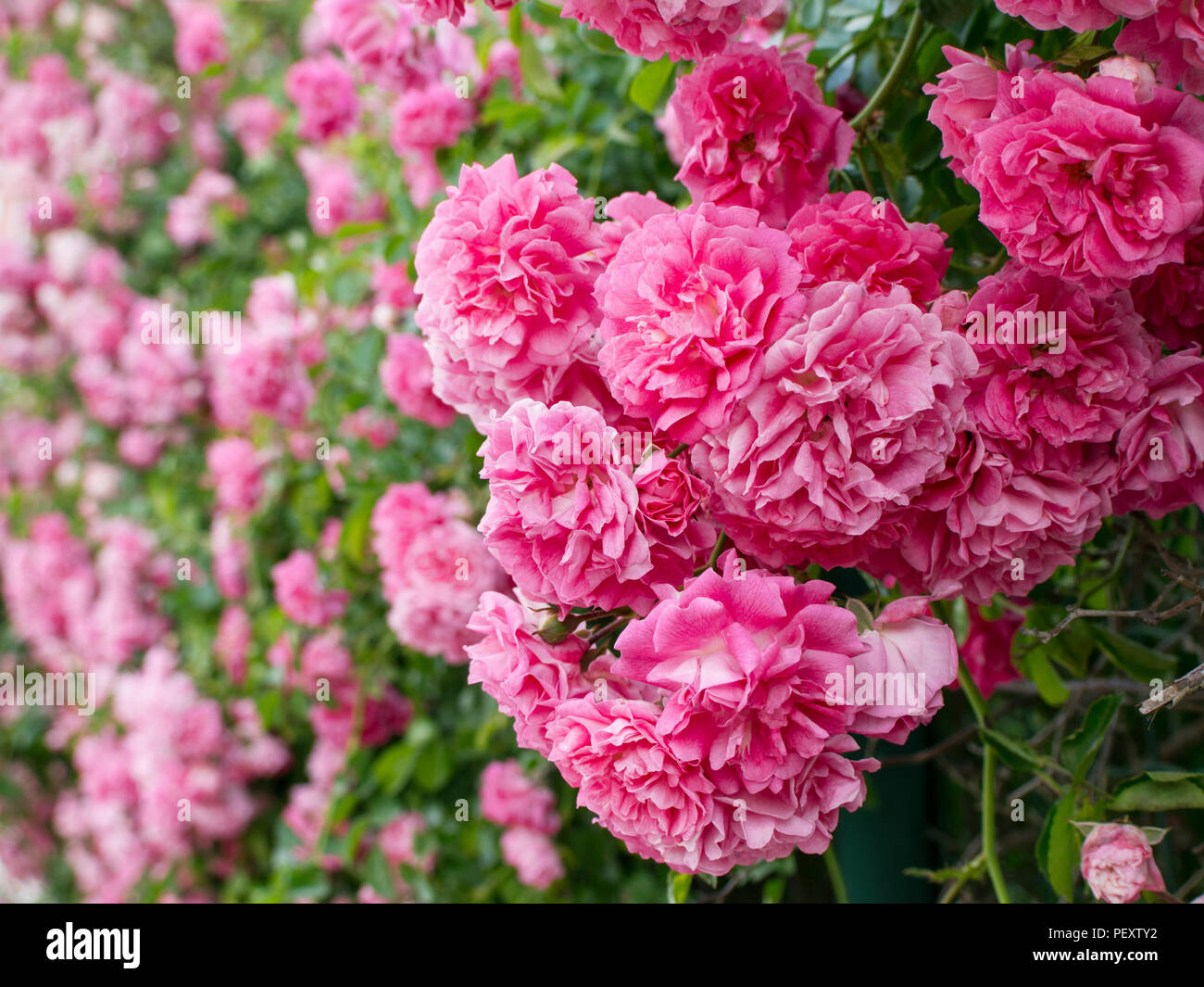 églantine rouge fleur dessin Banque de photographies et d’images à ...