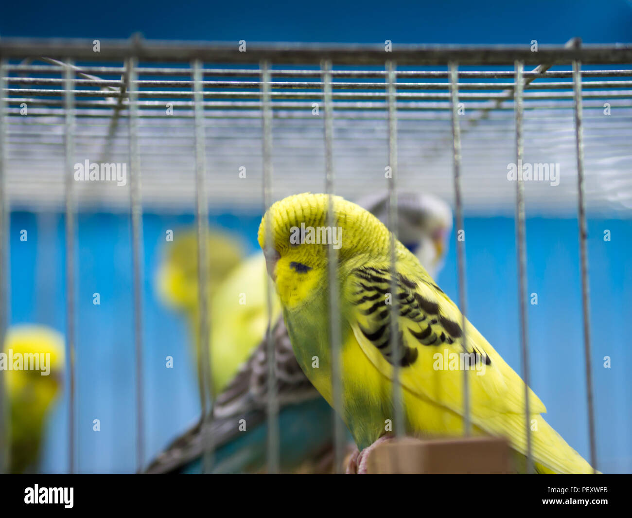 Perruche vert jaune Banque de photographies et d’images à haute ...