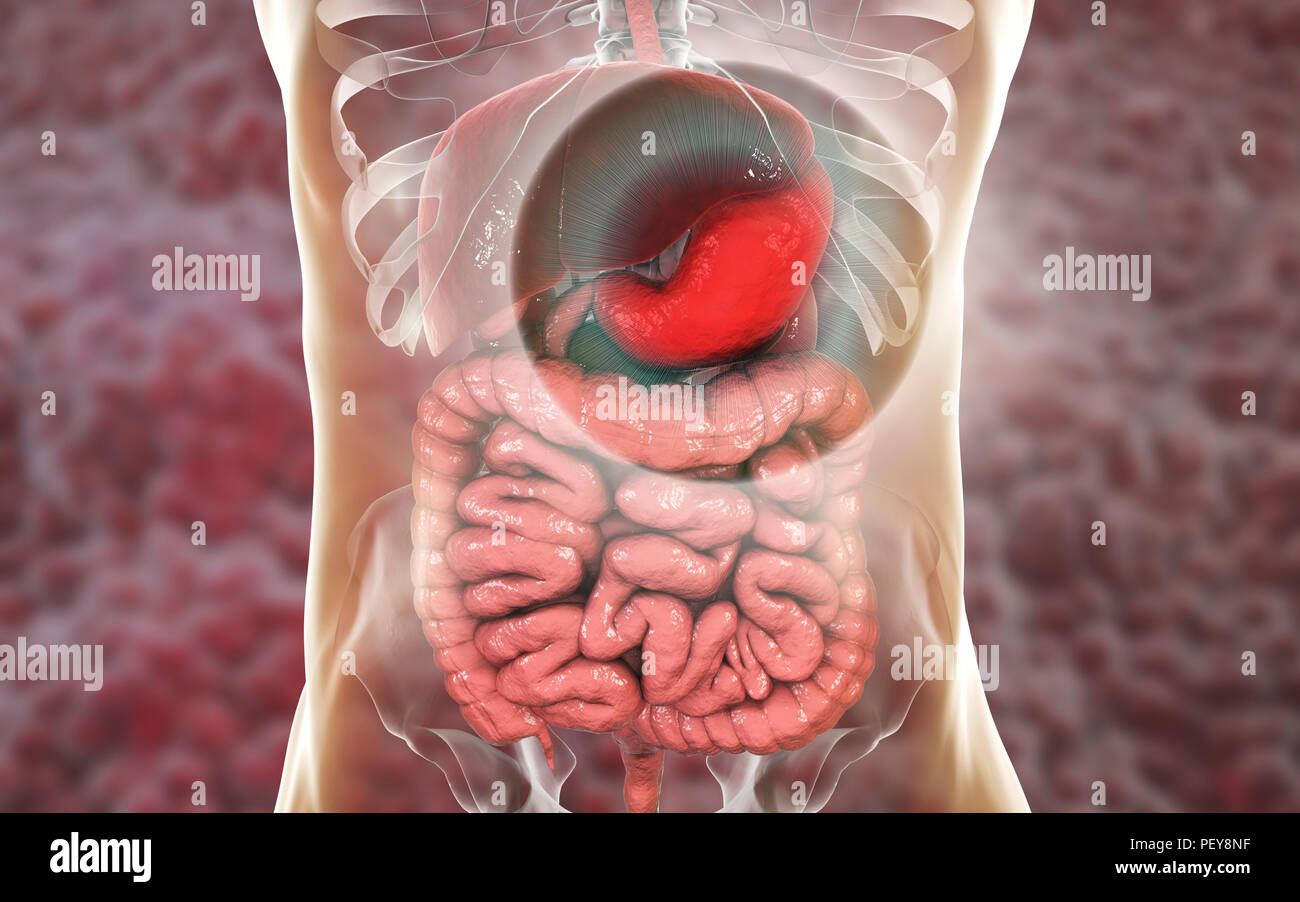 Estomac normal Banque de photographies et d’images à haute résolution ...