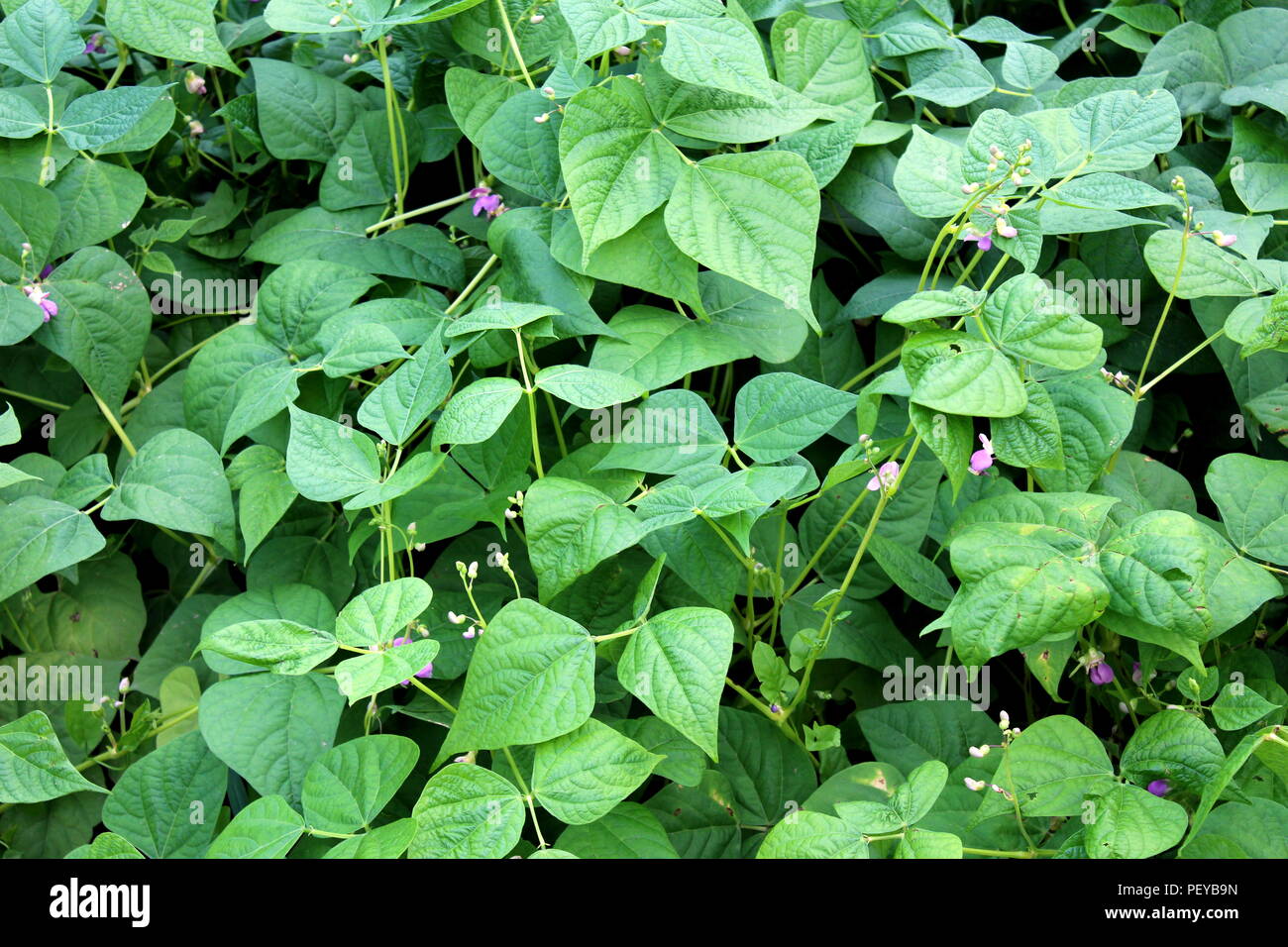 Haricot vert ou Phaseolus vulgaris ou haricot commun Le haricot ou ...