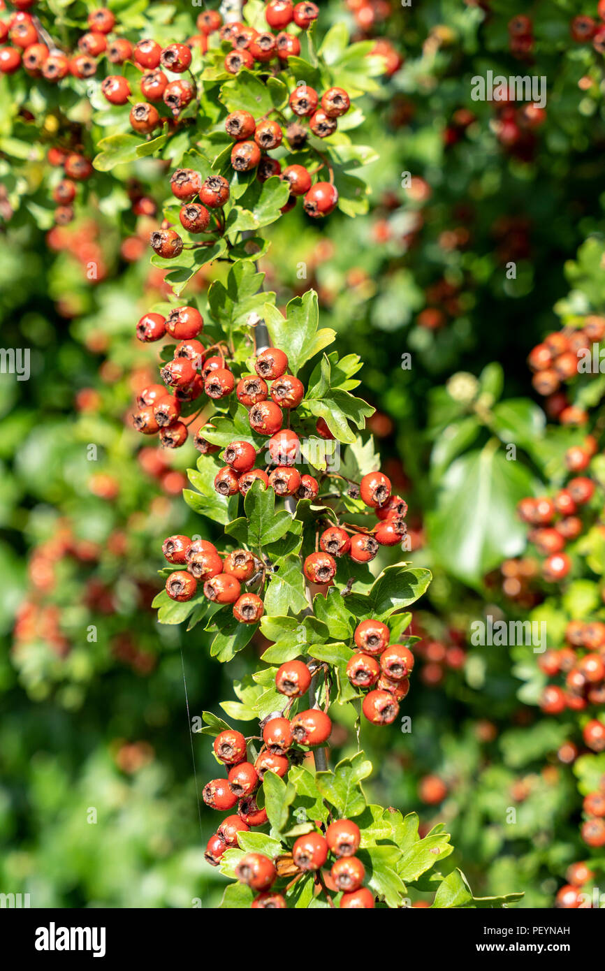 Hawthorne crataegus monogyna Banque de photographies et d’images à ...