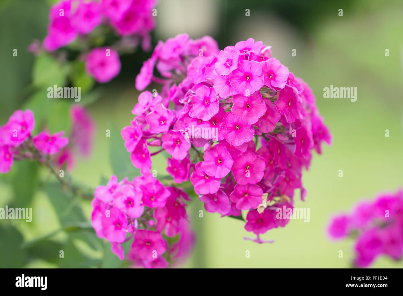 Plante verte et rose Banque de photographies et d’images à haute ...