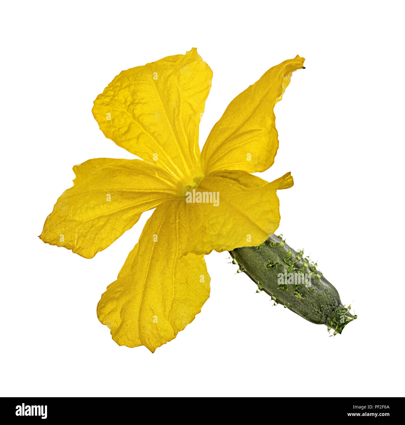 Fleur de concombre Banque de photographies et d’images à haute ...