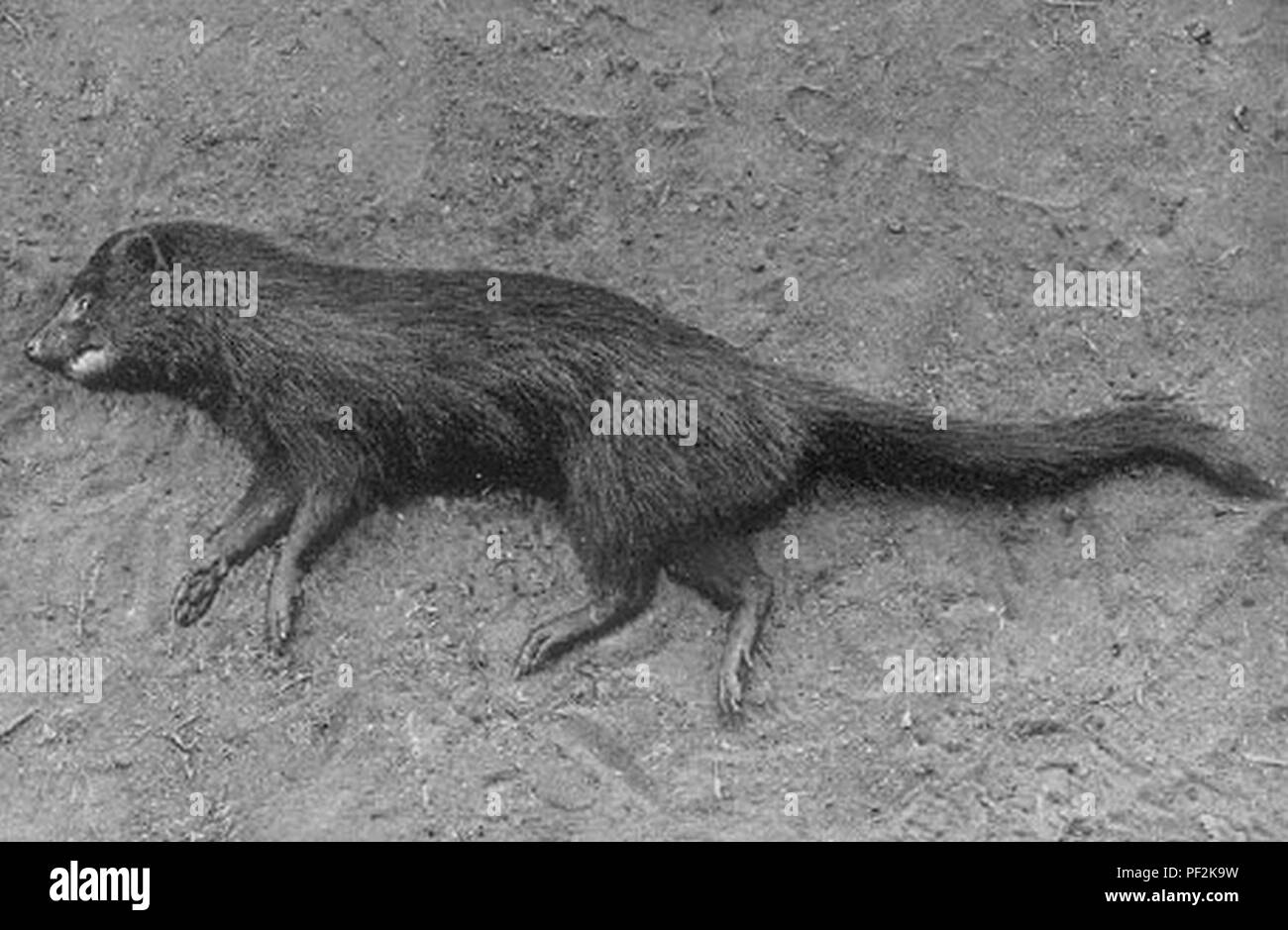 Atilax paludinosus Banque de photographies et d’images à haute ...