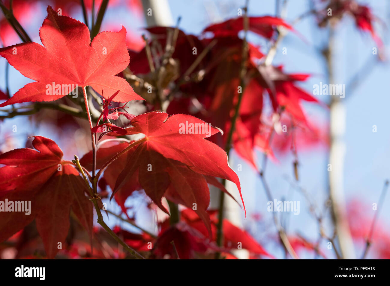 érable rouge japonais Banque de photographies et d’images à haute ...
