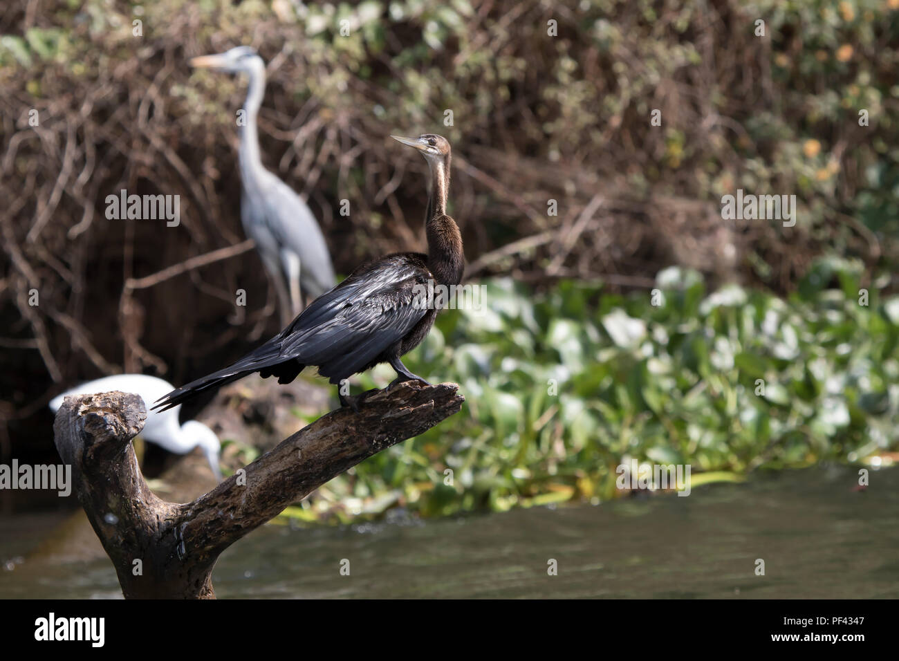 Le dard de l'Afrique qui est assis sur le tronc d'un arbre sec au ...