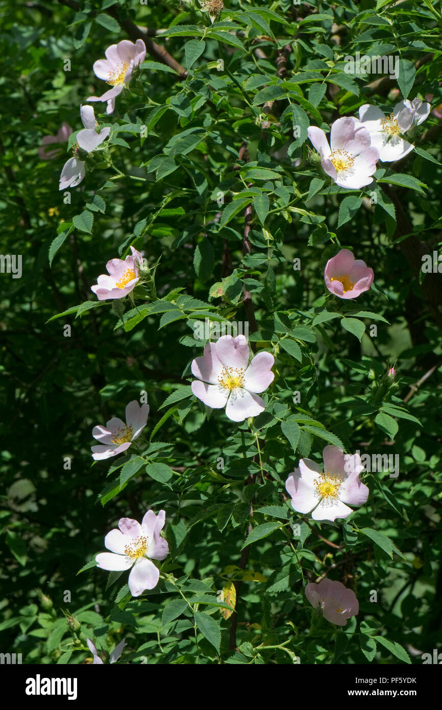 Climbing rose plant Banque de photographies et d’images à haute ...