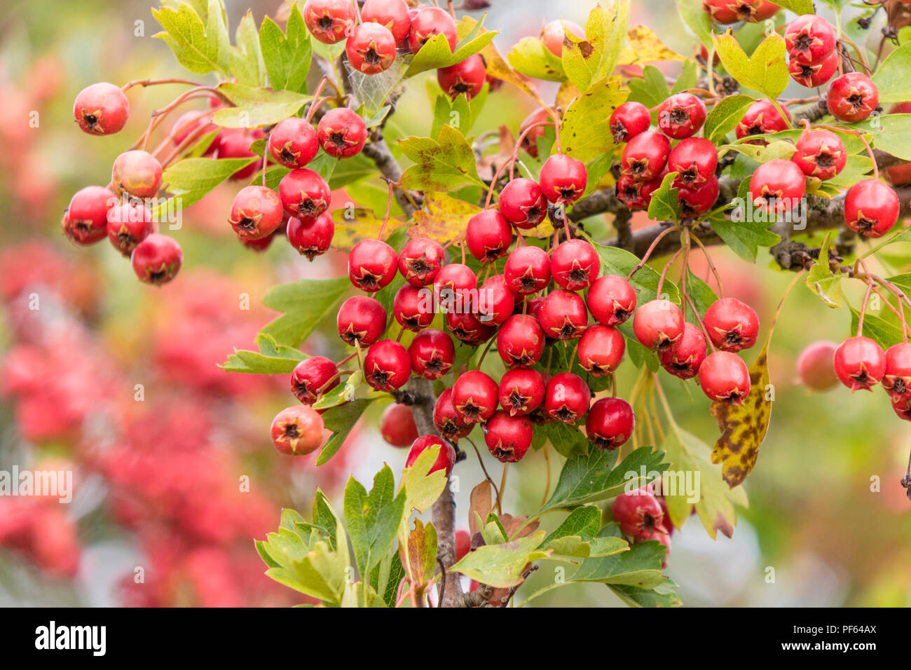 Hawthorne crataegus monogyna Banque de photographies et d’images à ...
