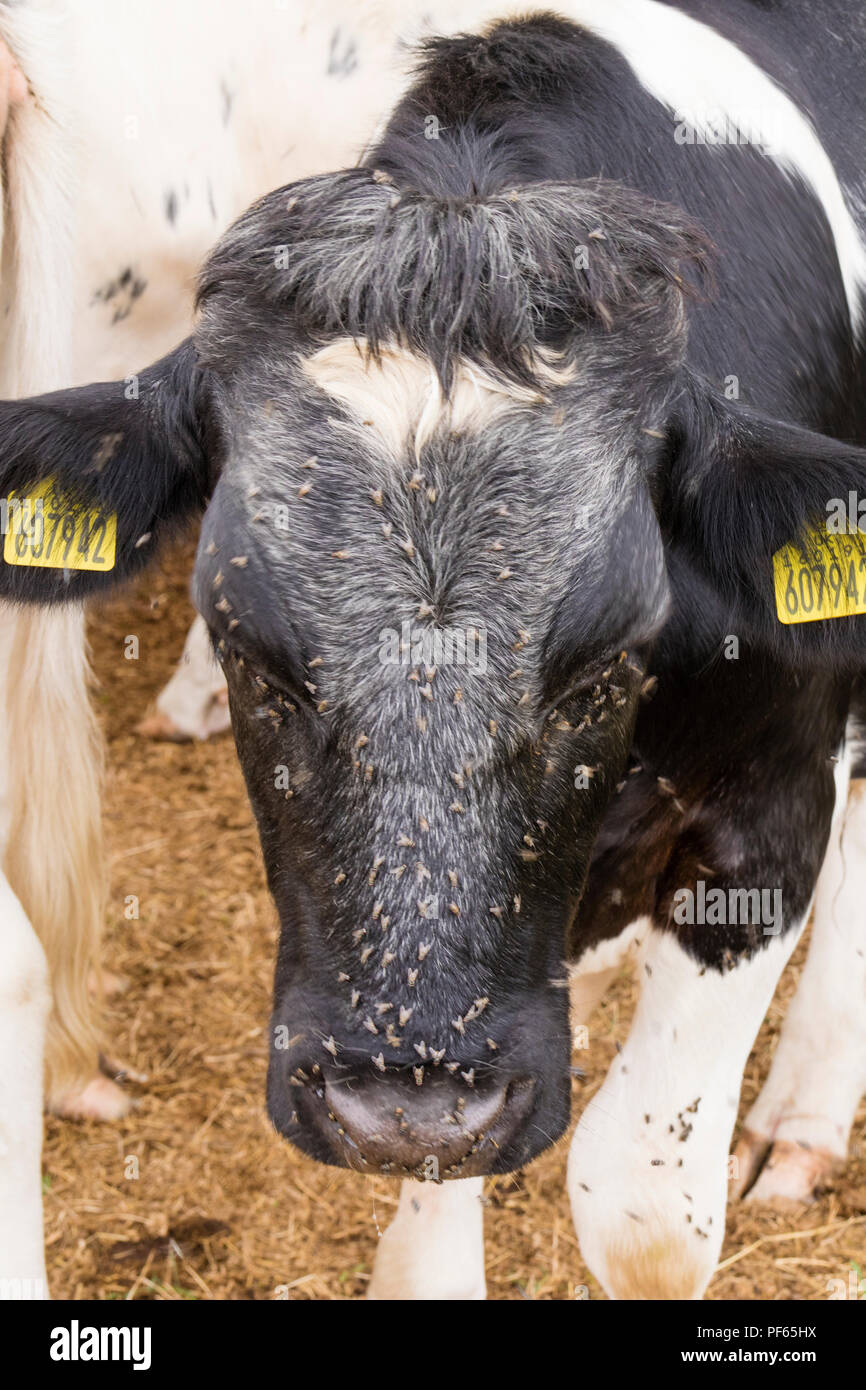 Vaches et mouches Banque de photographies et d’images à haute ...