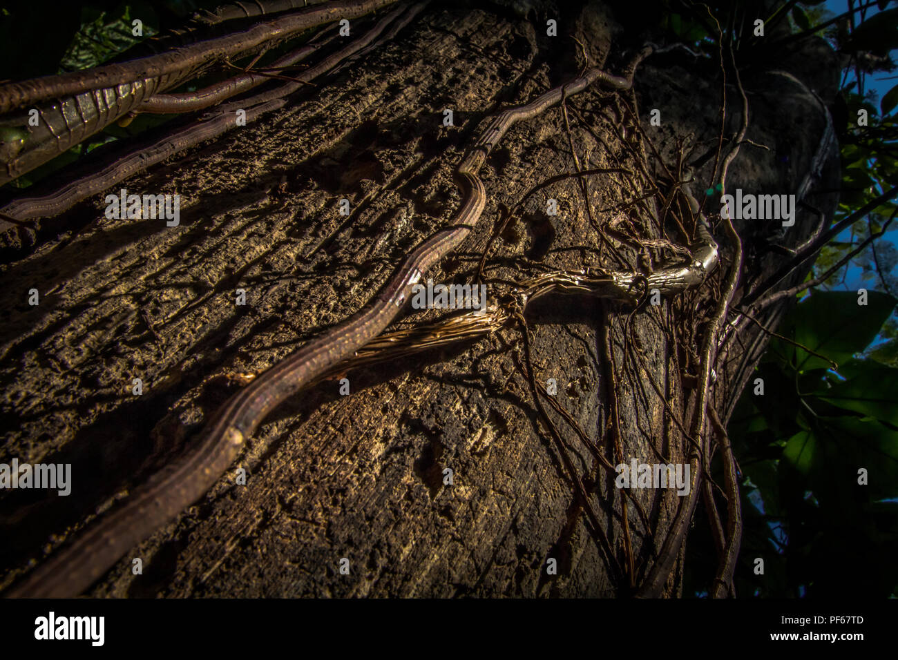 Invasion de termites fourmis blanches d'endommager un tronc d'arbre ...