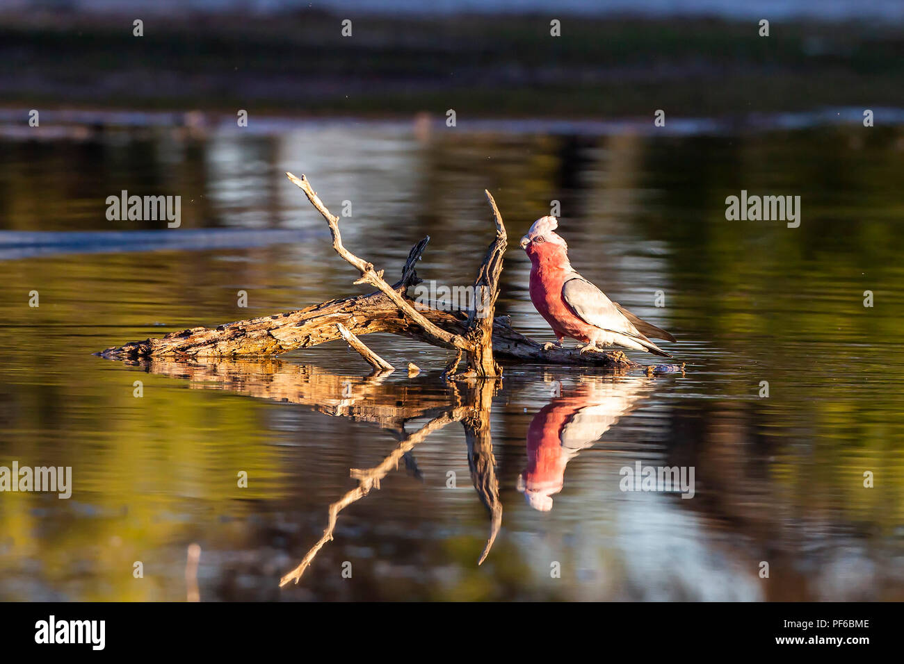 Perroquet rose et gris Banque de photographies et d’images à haute ...