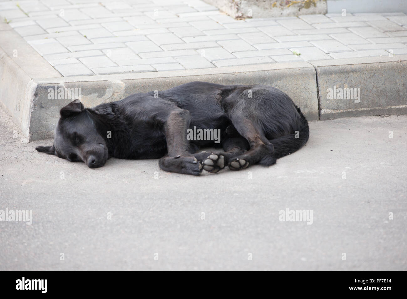 Chien galeux Banque de photographies et d’images à haute résolution - Alamy