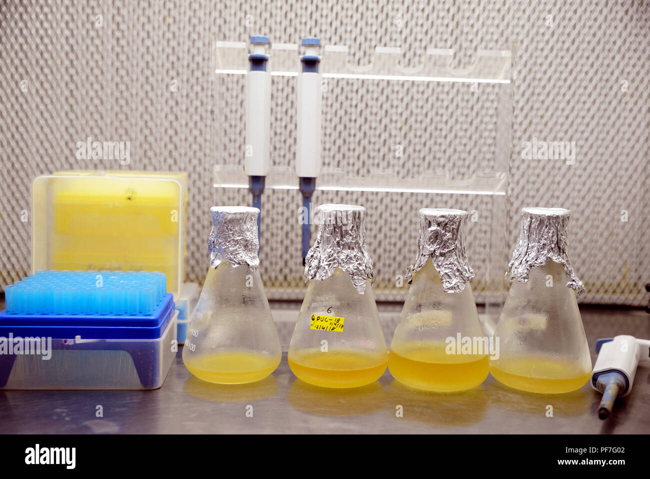 Cultures e coli Banque de photographies et d’images à haute résolution ...