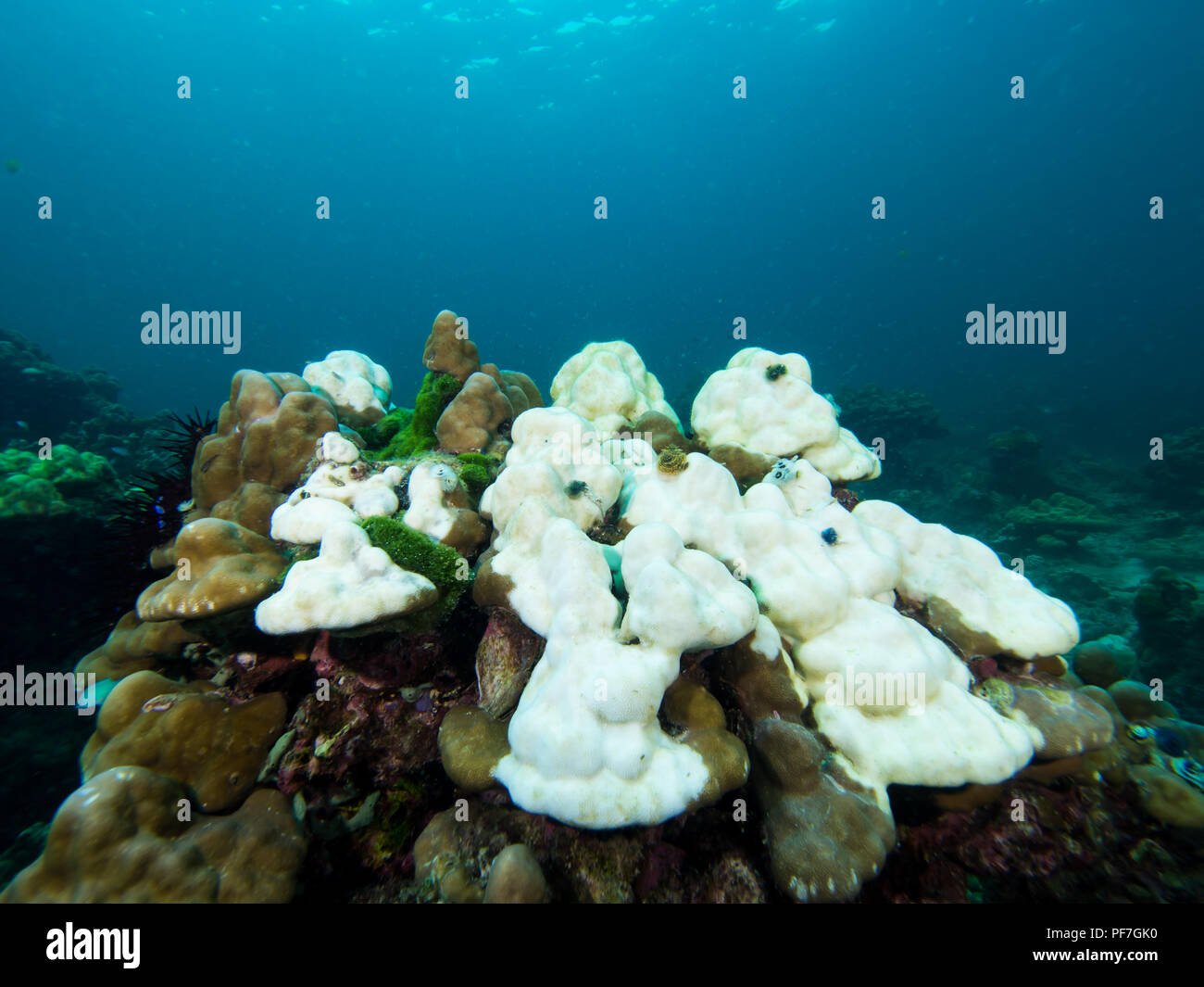 Corail rechauffement climatique Banque de photographies et d’images à ...