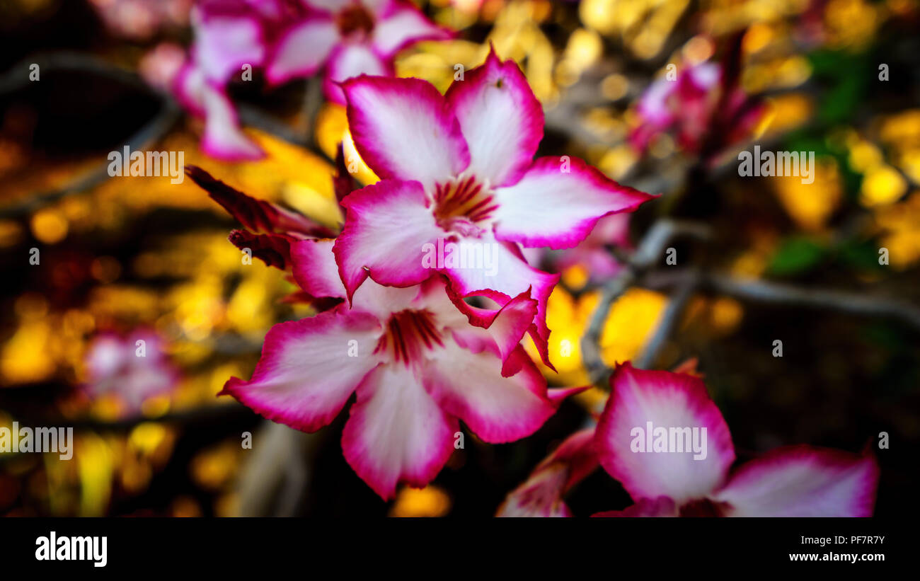 Lys impala adenium multiflorum Banque de photographies et d’images à ...