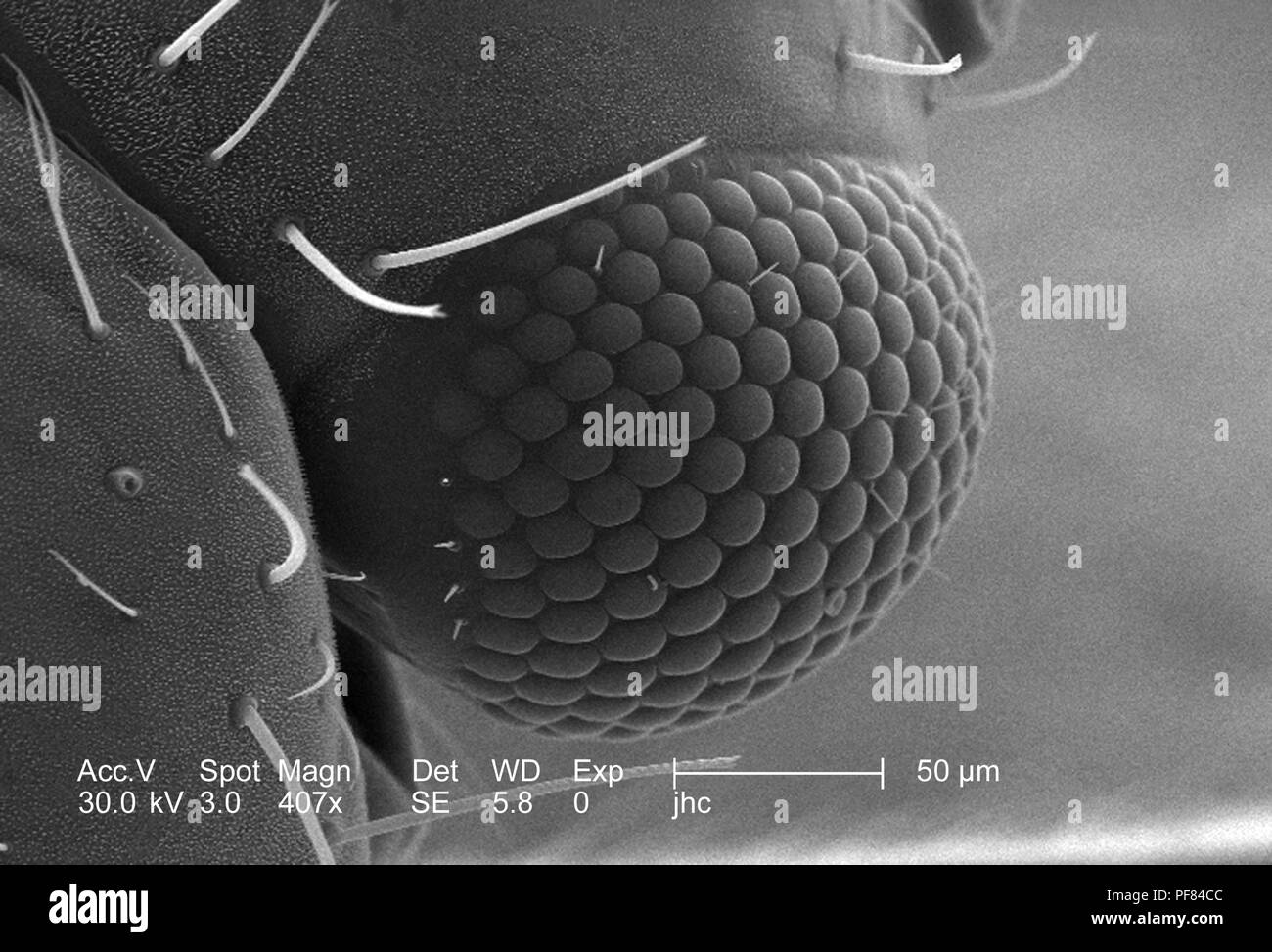 Cdc composé Banque de photographies et d’images à haute résolution - Alamy