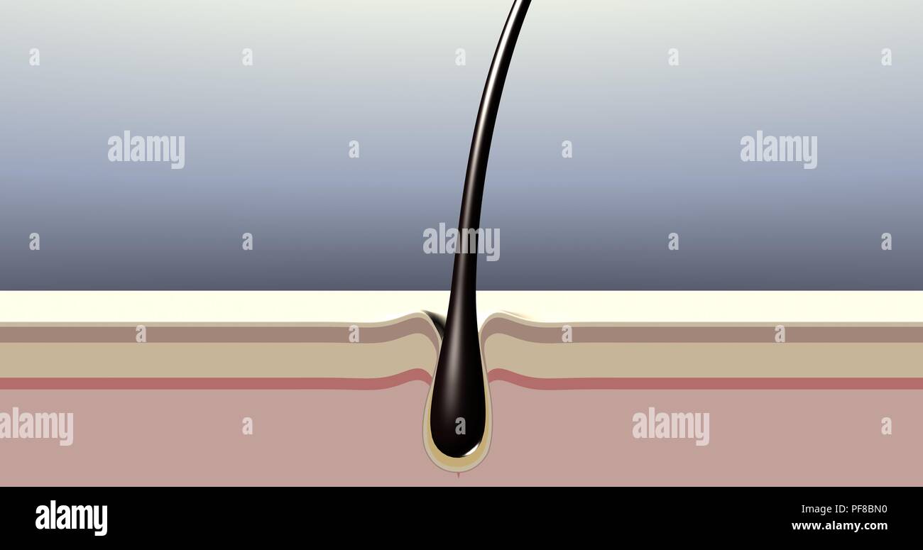 Follicule pileux Banque de photographies et d’images à haute résolution ...