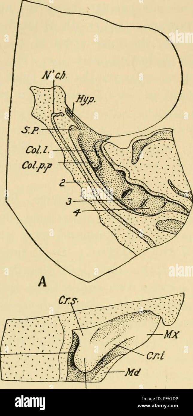 Fente frontale Banque de photographies et d’images à haute résolution ...