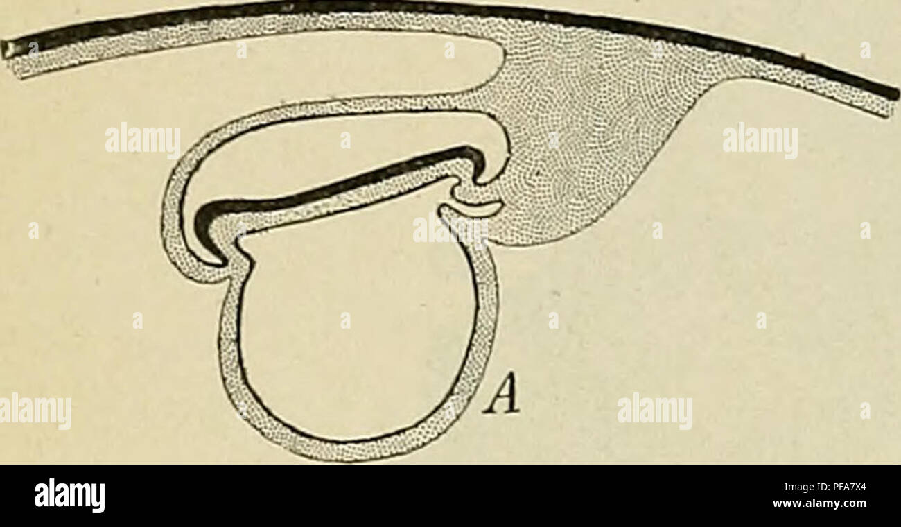 Disque embryonnaire Banque de photographies et d’images à haute ...